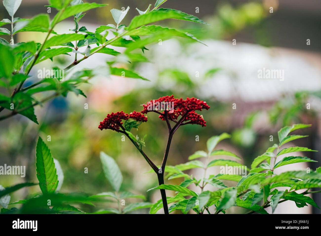 Leea rubra -Fotos und -Bildmaterial in hoher Auflösung – Alamy