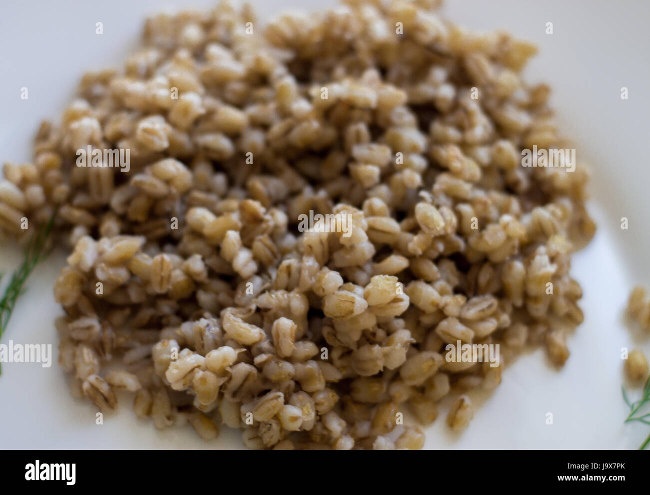 Graupen in einem weißen Teller. Gekochte Graupen Stockfotografie - Alamy