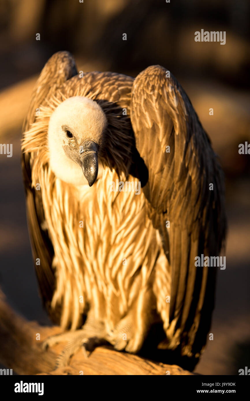 Vogel, Afrika, Namibia, Vögel, Greifvögel, Raptor, Geier, Aas, Urlaub ...