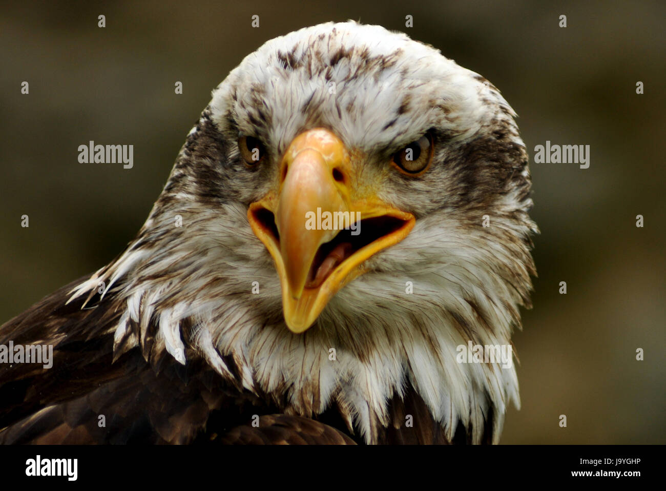 Tier, Vogel, Vögel, Raptor, Schnabel, Adler, Schnäbel, Natur, Tier ...