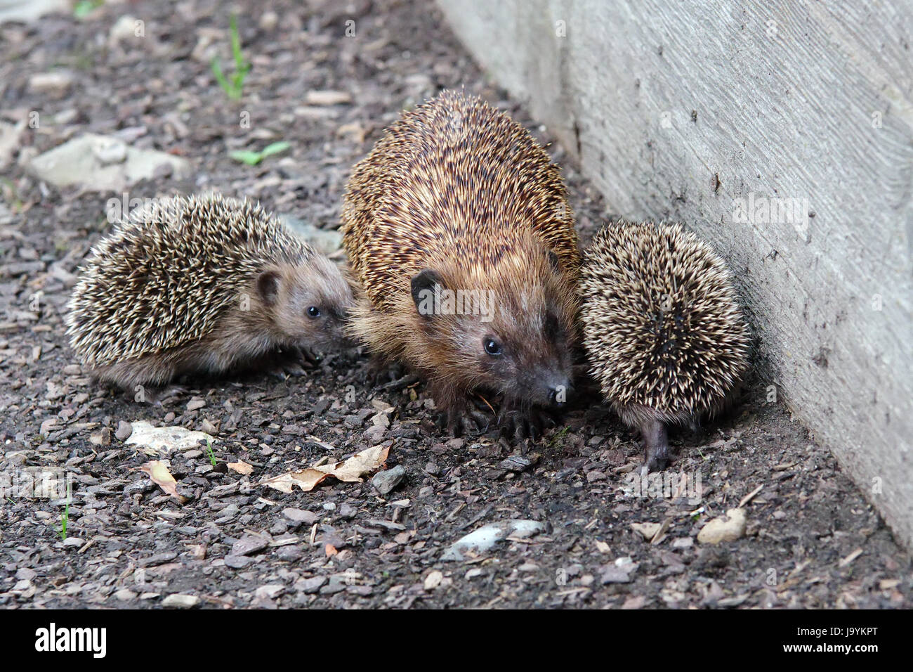 Junge igel -Fotos und -Bildmaterial in hoher Auflösung – Alamy