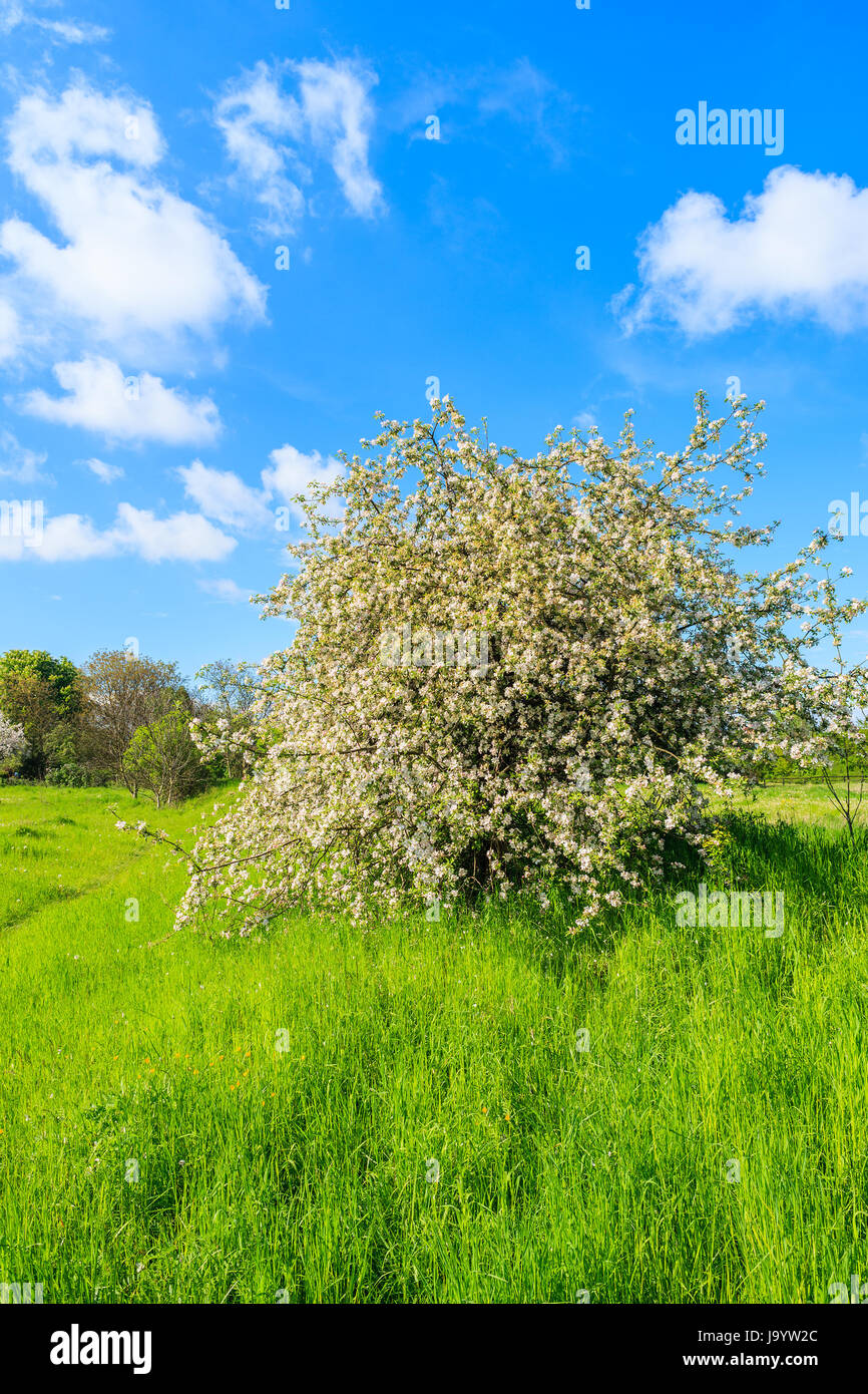 Wiese grünland -Fotos und -Bildmaterial in hoher Auflösung – Alamy