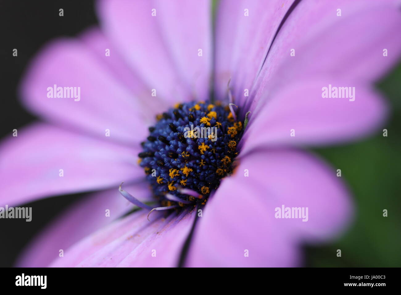 Bornholm margerit -Fotos und -Bildmaterial in hoher Auflösung – Alamy