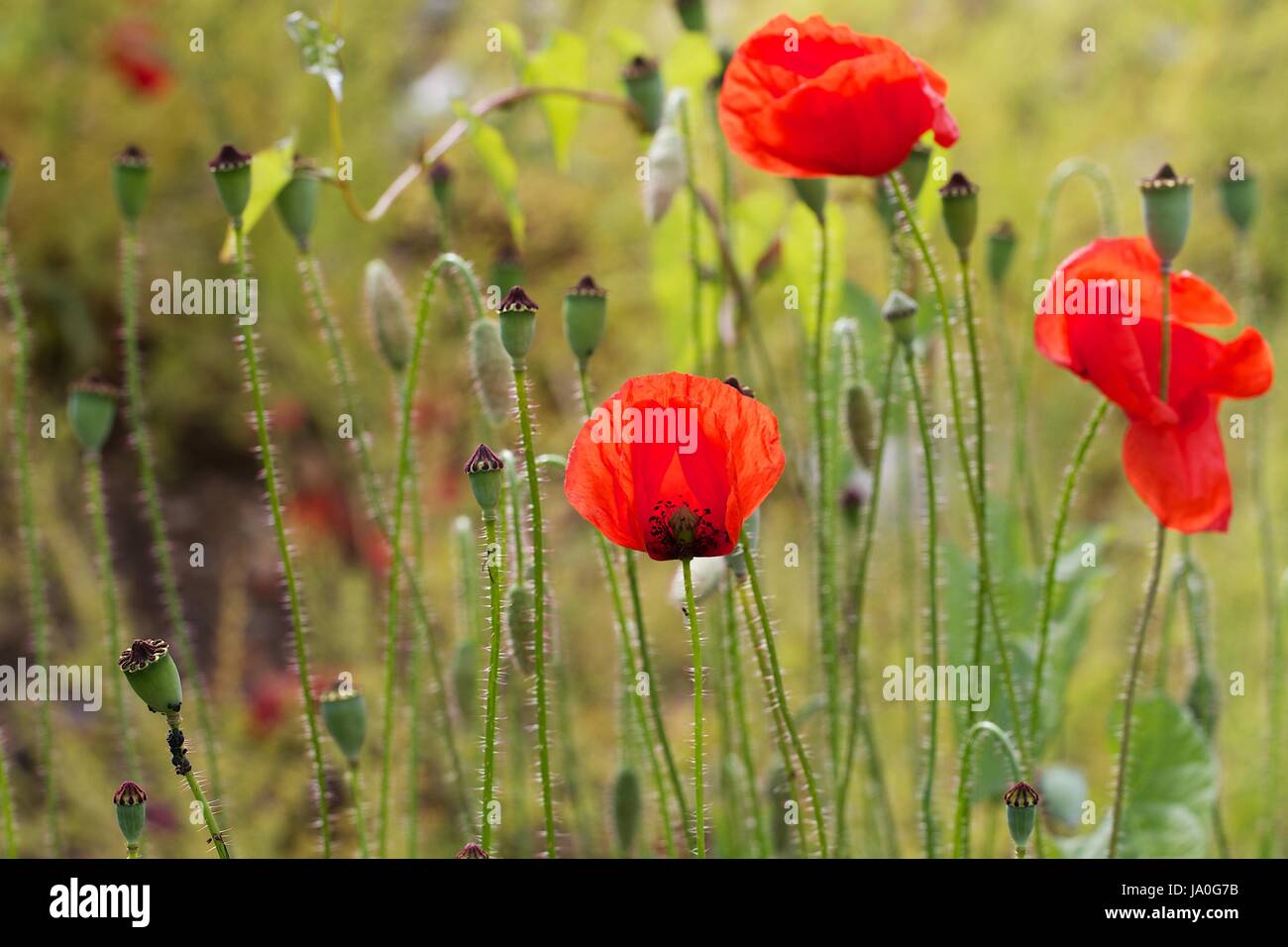 Mohn, Blume, Pflanze, Mohn, Mohn, Fäulnis, Palaver, rot, Butterblume ...