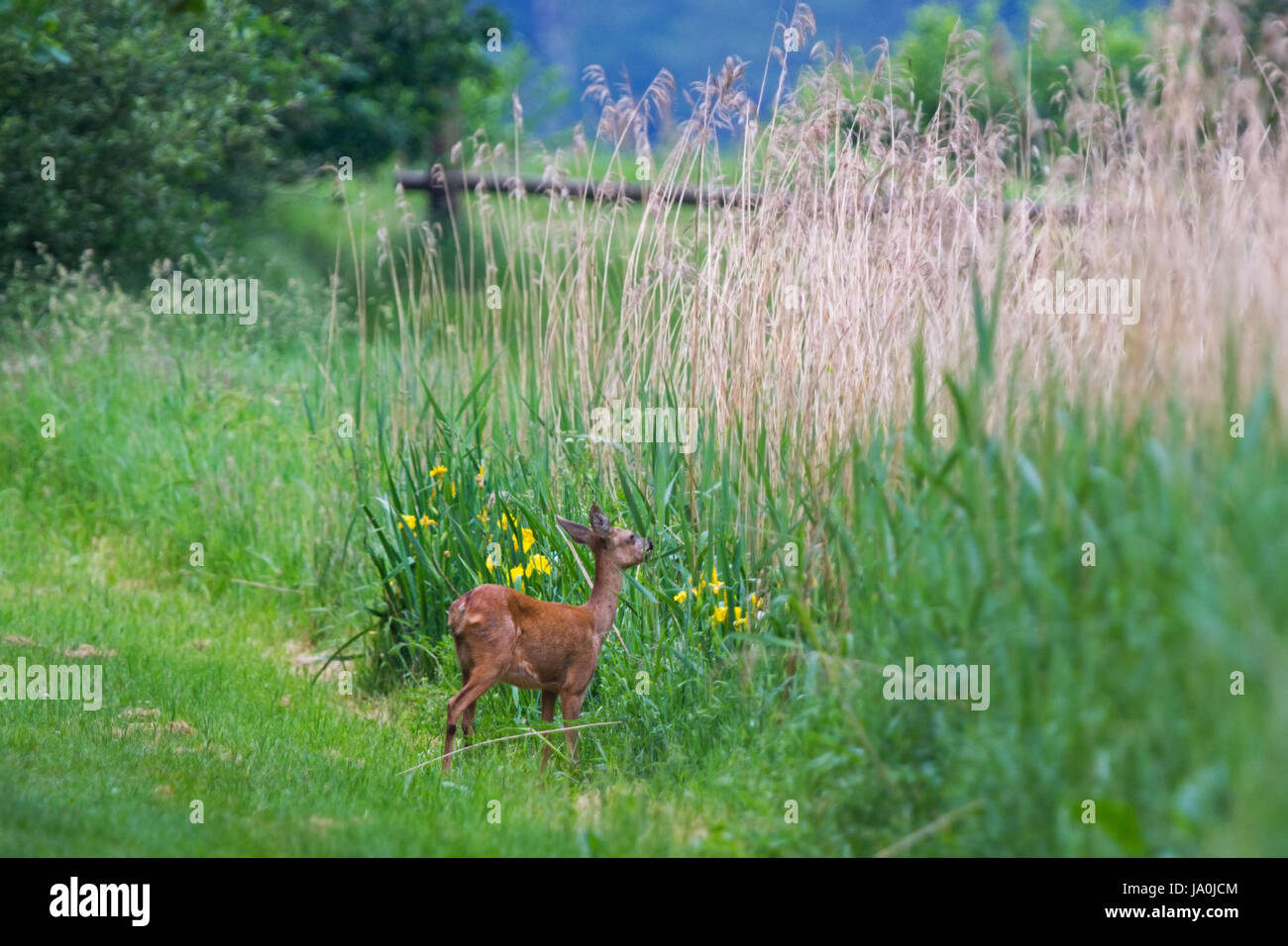 Reh essen -Fotos und -Bildmaterial in hoher Auflösung – Alamy
