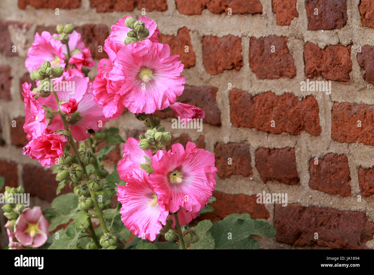 Stockrosen und rosen -Fotos und -Bildmaterial in hoher Auflösung – Alamy