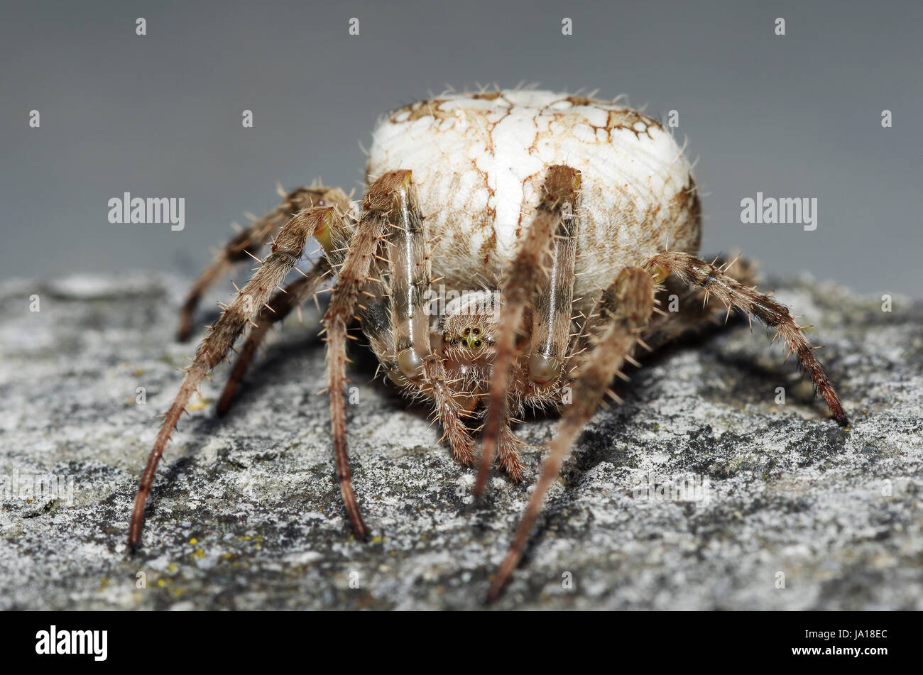 Echte spinne -Fotos und -Bildmaterial in hoher Auflösung – Alamy