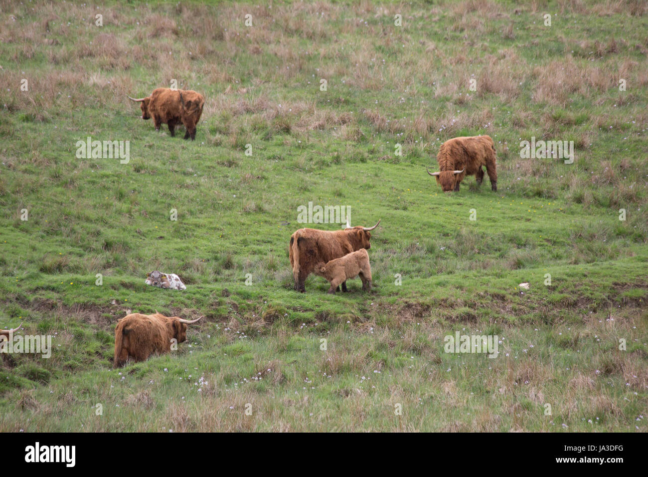 Stier, Rind, Bison, Stier, Rind, Bison, Yak, Galloway, Yak, Galloway ...