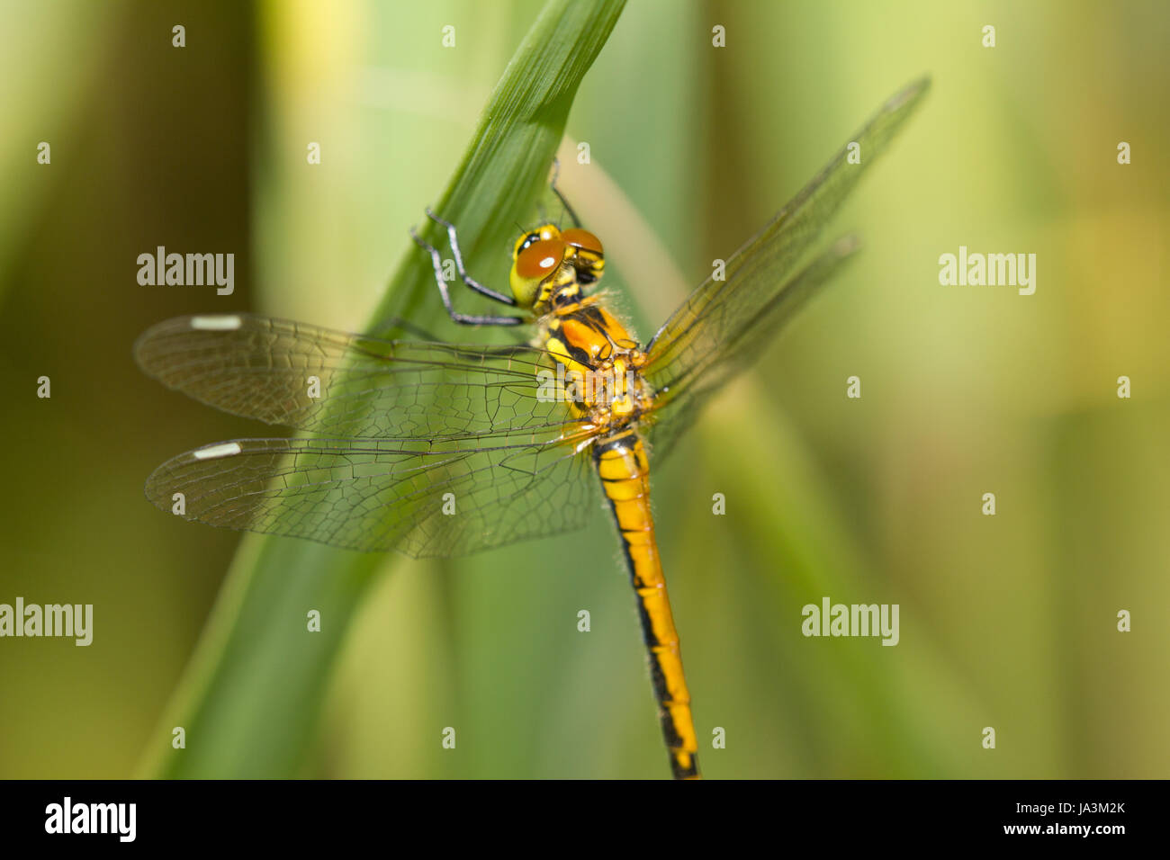 Insekt, Sumpf, Fliege, Libelle, Wiese, Rasen, Rasen, grün, Wasser ...