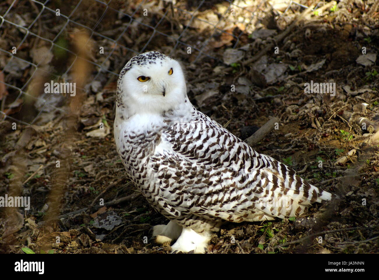 Baby, uhu -Fotos und -Bildmaterial in hoher Auflösung – Alamy