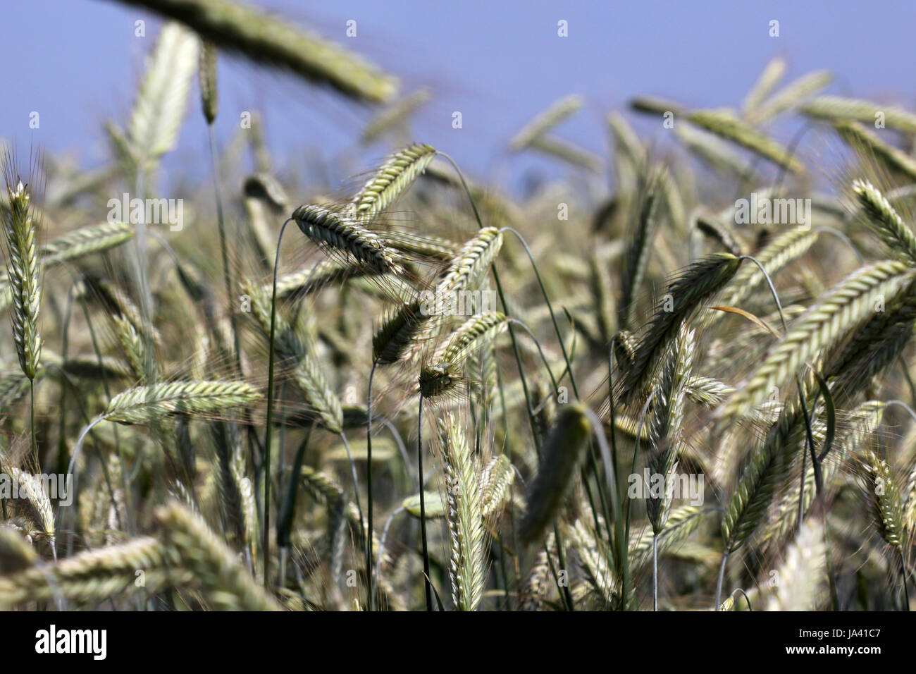Getreide, Weizen, Ohr, Roggen, Bart, Getreide, Triticale, Triticale ...