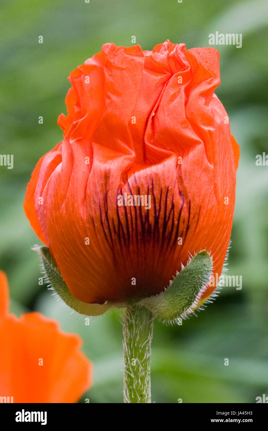 Mohn im garten -Fotos und -Bildmaterial in hoher Auflösung – Alamy