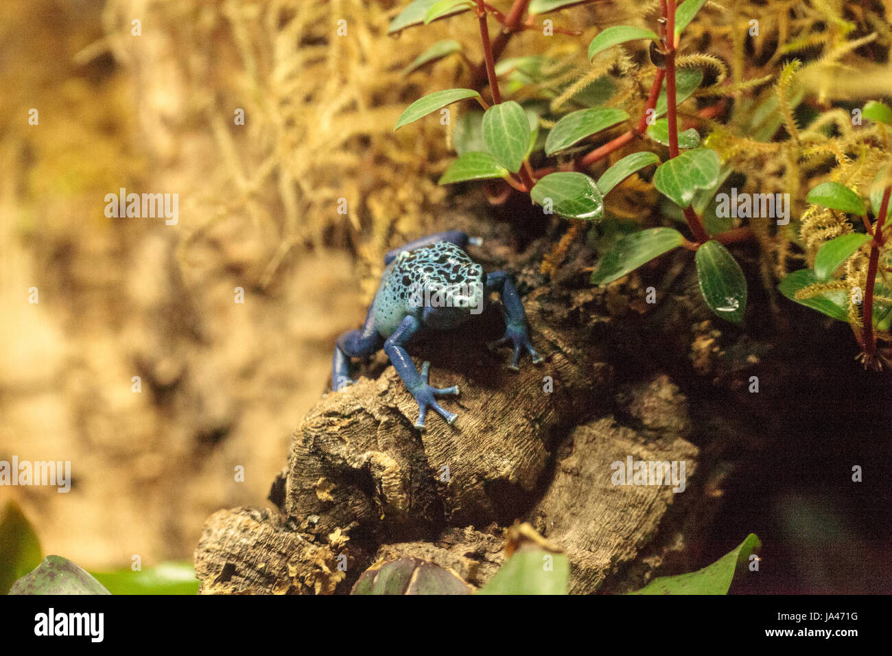 Blauer Pfeilgiftfrosch Dendrobates Tinctorius Azureus ist bekannt durch ...