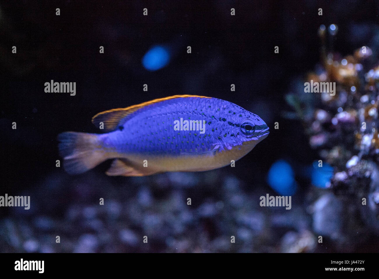 Fidschi blauer teufel damselfish -Fotos und -Bildmaterial in hoher ...
