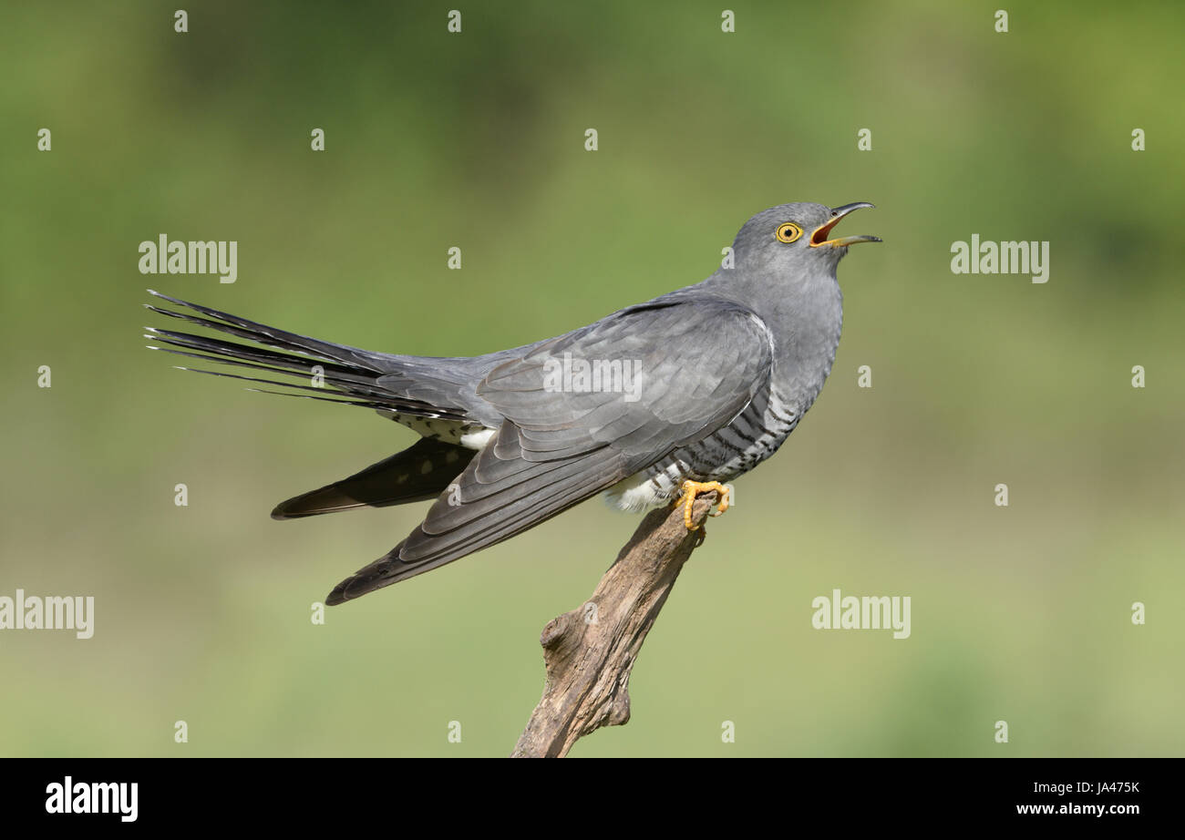 Der Kuckuck Stockfotos und -bilder Kaufen - Alamy