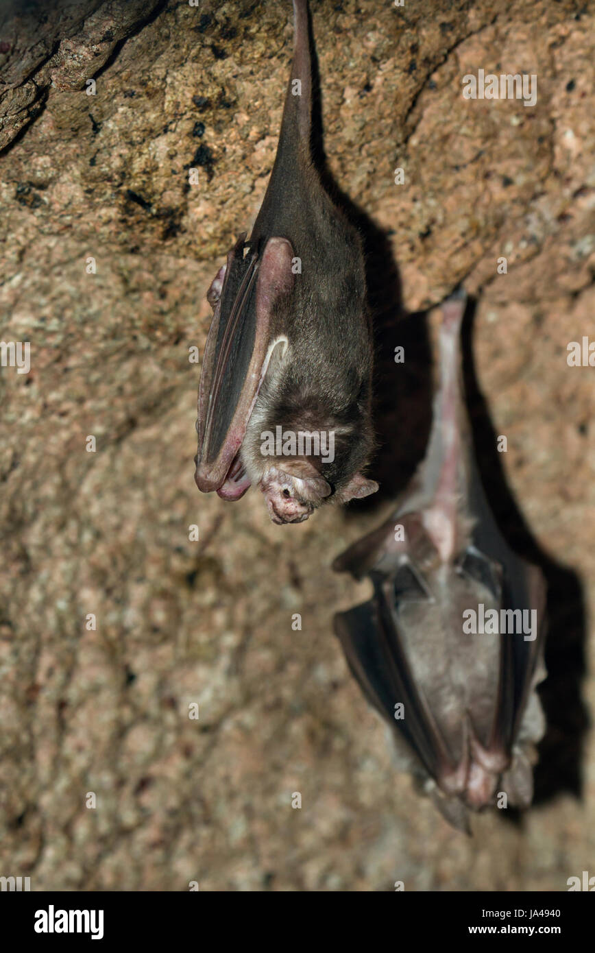 Amerikanische laubnasenfledermaus -Fotos und -Bildmaterial in hoher ...