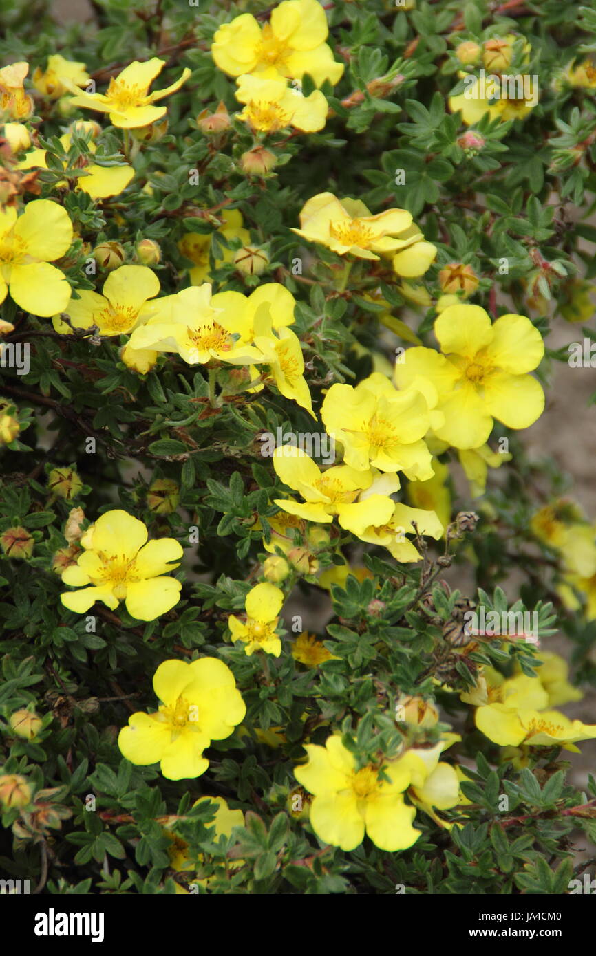 Potentilla fruticosa elizabeth -Fotos und -Bildmaterial in hoher ...
