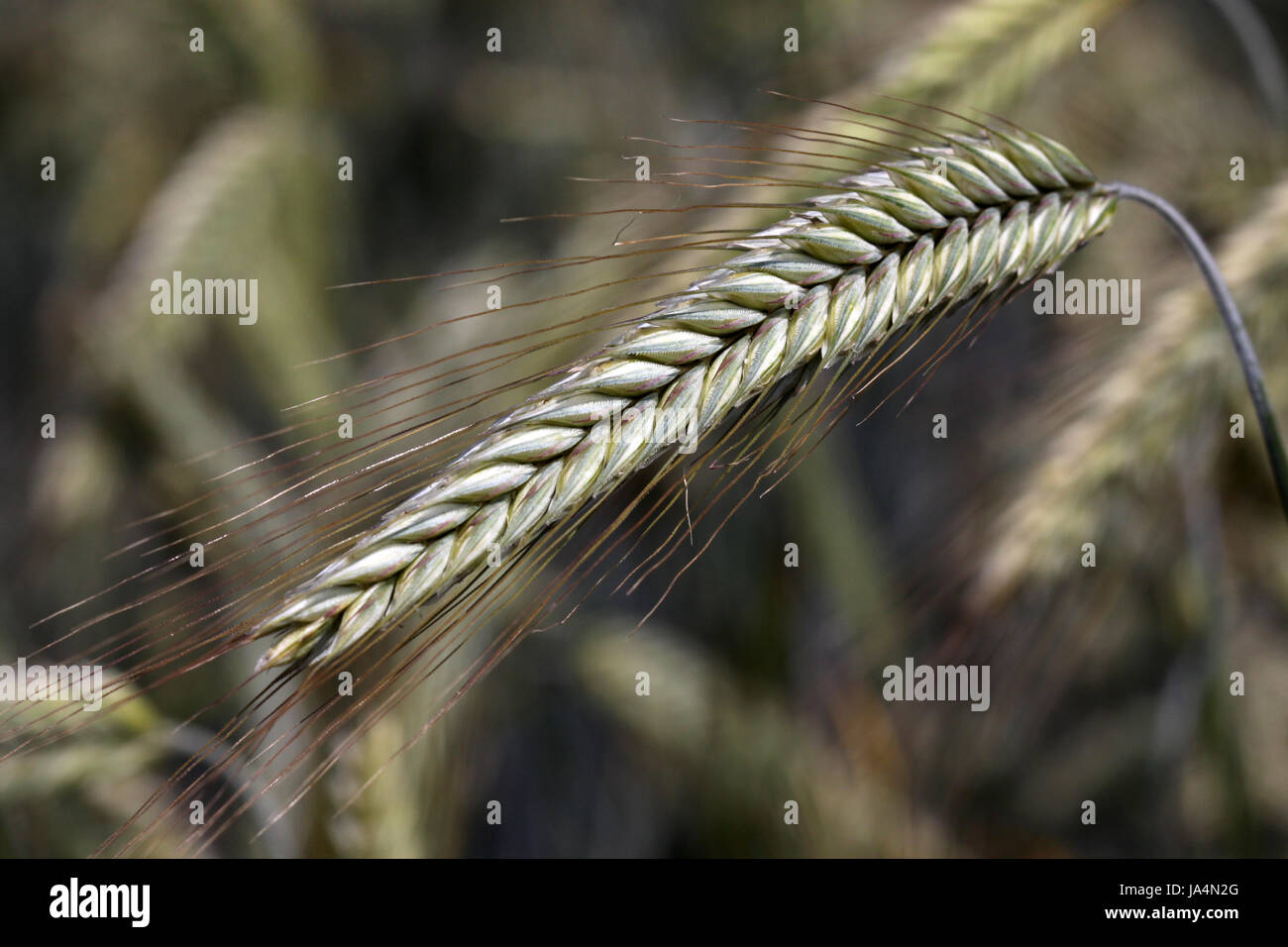 Triticale triticosecale -Fotos und -Bildmaterial in hoher Auflösung – Alamy