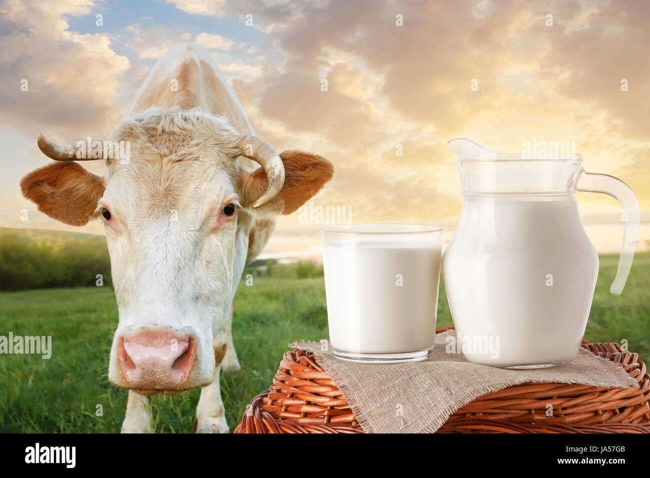 Milchkuh nahaufnahme -Fotos und -Bildmaterial in hoher Auflösung – Alamy