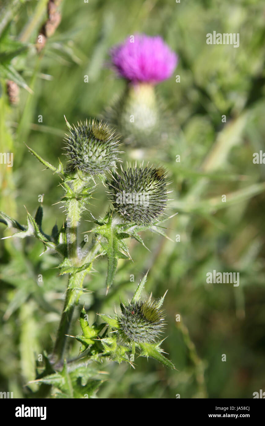 Weg distel -Fotos und -Bildmaterial in hoher Auflösung – Alamy