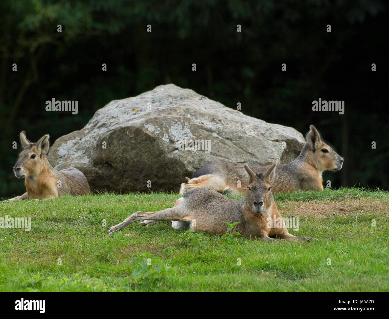 Tier, Ohren, Hase, Hase, Natur, Tier, Ohren, Hase, Tail, Hasen, Hase ...