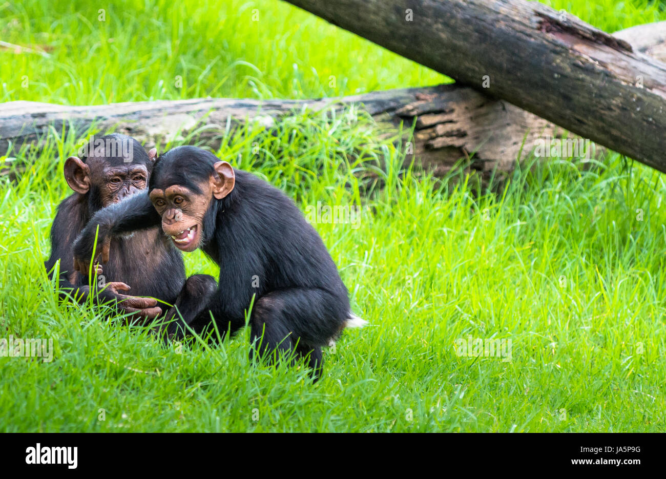 Zwei schimpansenbabys -Fotos und -Bildmaterial in hoher Auflösung – Alamy