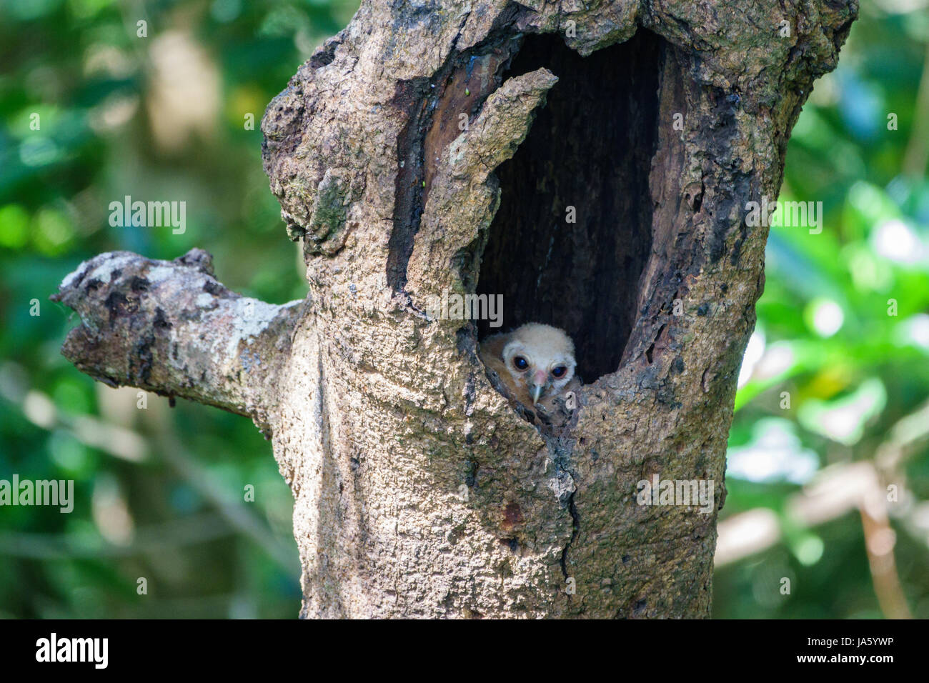 Baby eulen -Fotos und -Bildmaterial in hoher Auflösung – Alamy