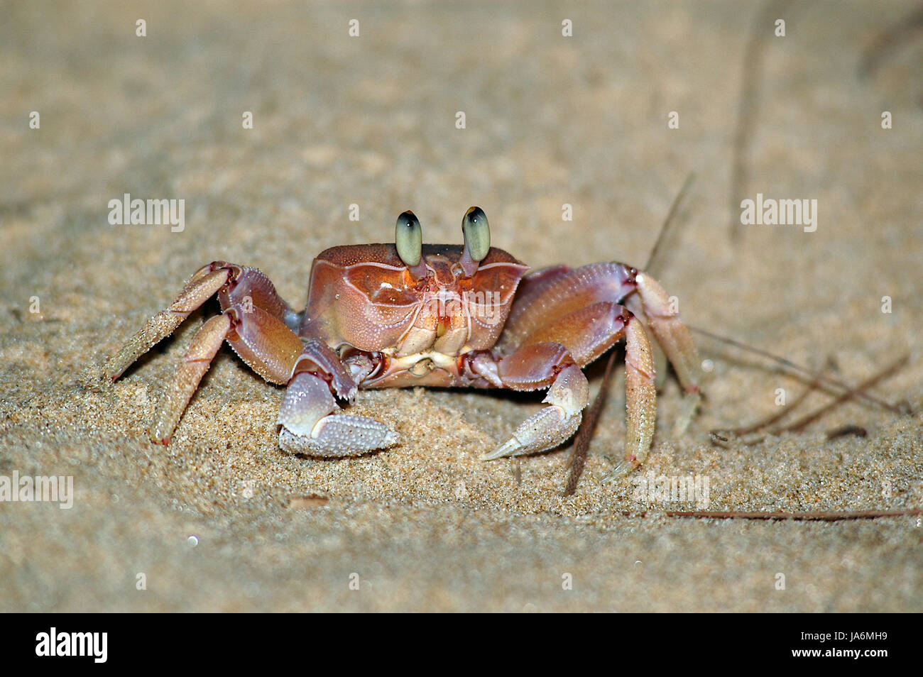 Krebs krebs krebse krebse krebse krebse krebse krebse krebse krebse krebs -Fotos und ...