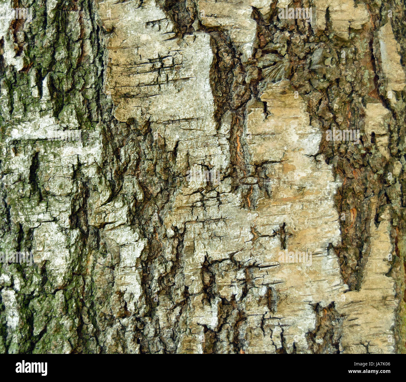 Baum, Rinde, Birke, Wald, Natur, Textur, Baum, Holz, Stamm, rau, Rinde ...