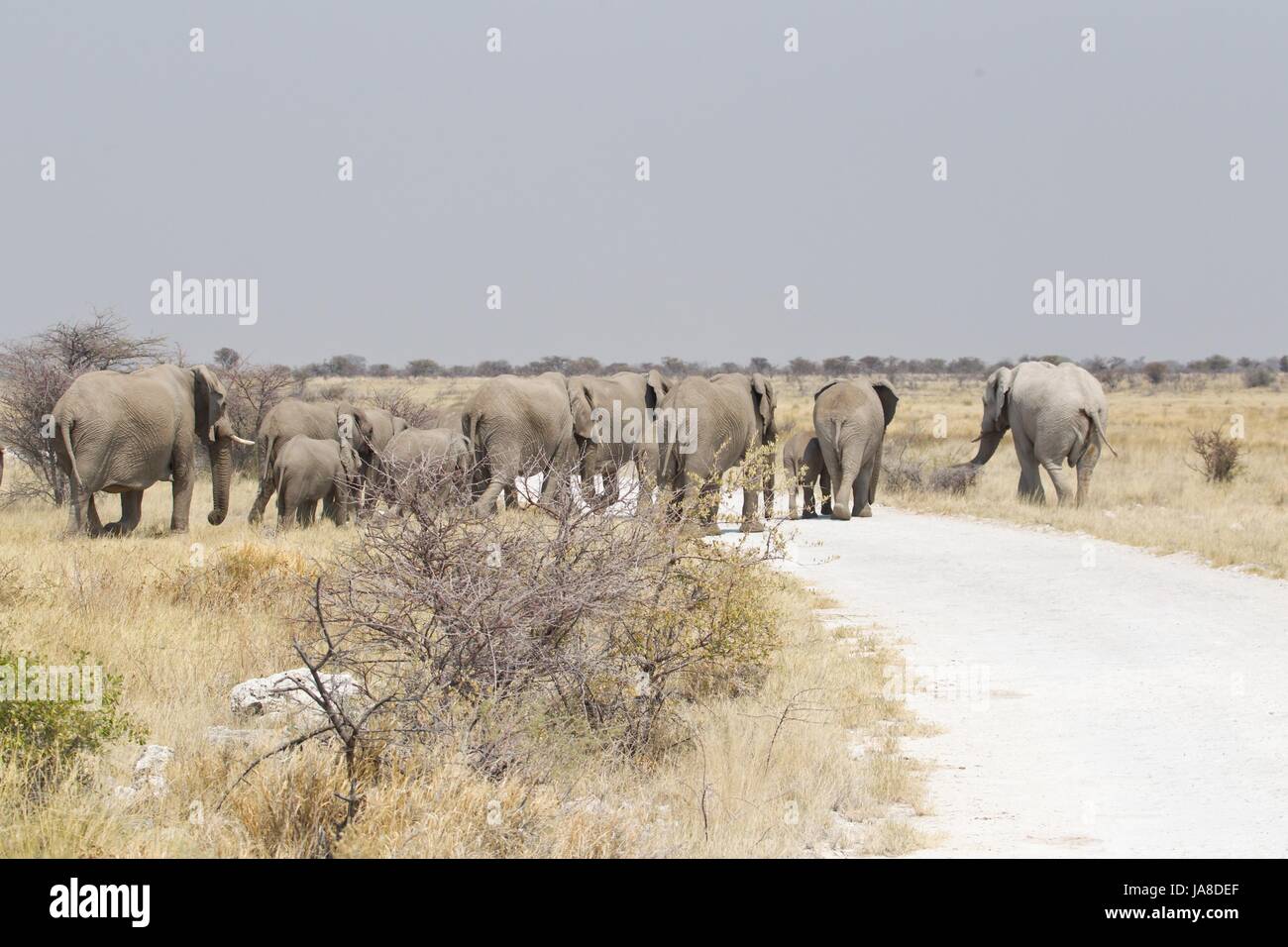 Tier, Afrika, Elefant, Namibia, Herde, Jungtier, Tier, Elefanten ...
