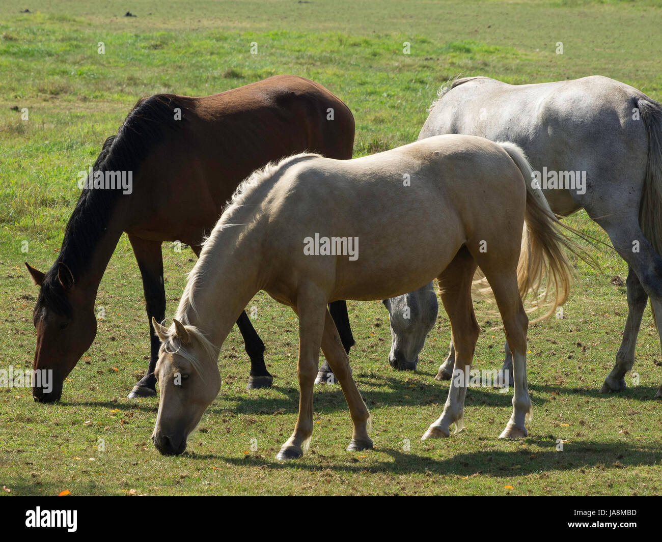 Fahrt, Pferd, Tier, Mare, Reiten, Natur, Weide, Reiten, Pferd, Tier ...