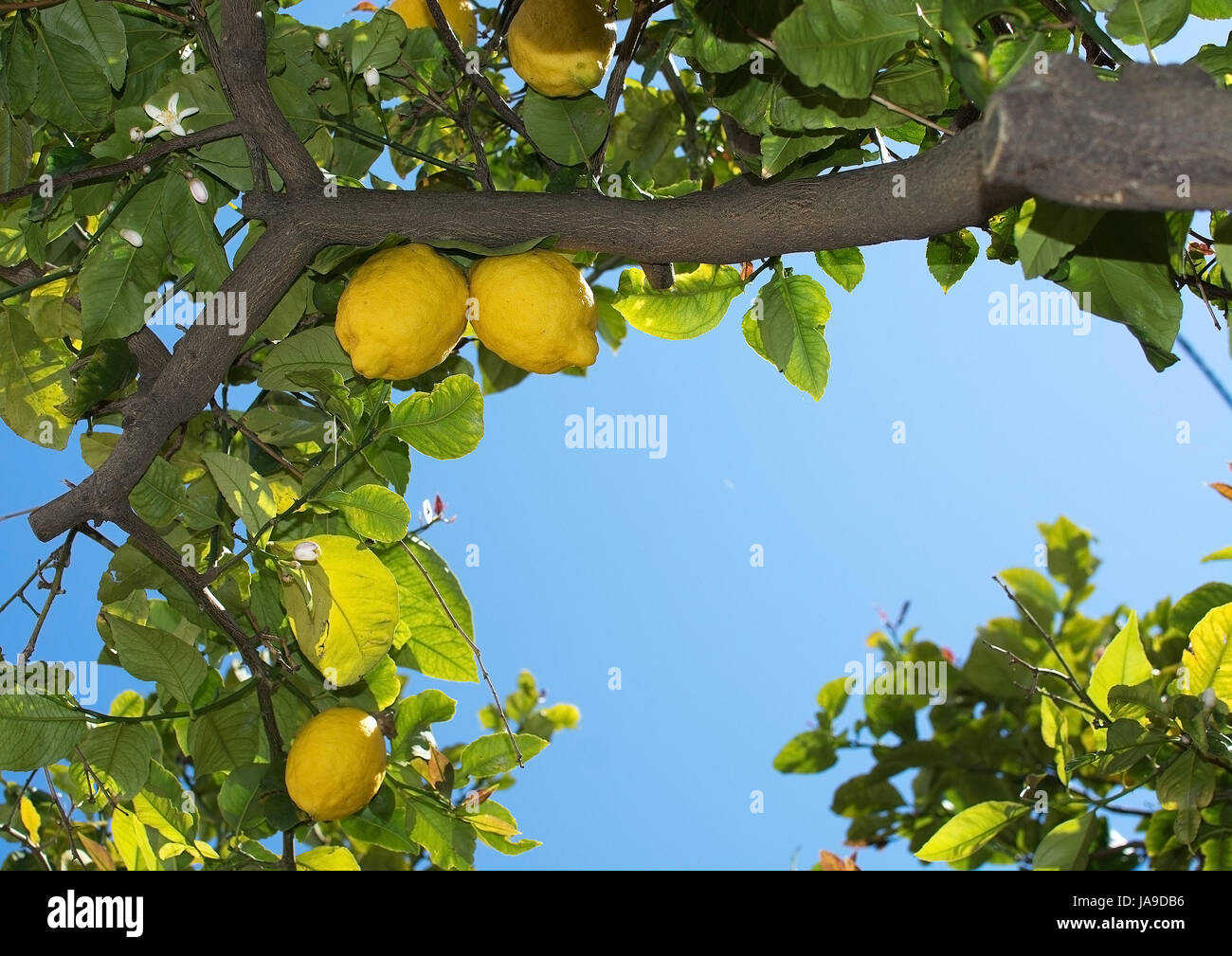Frische reife Zitronen und Blumen im Zitronenbaum in Mallorca, Balearen ...