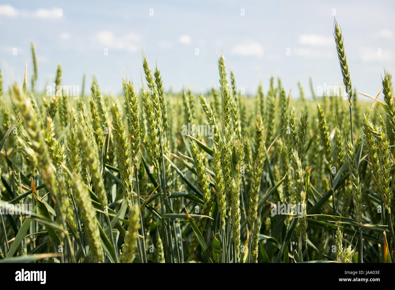 Den weizen dreschen -Fotos und -Bildmaterial in hoher Auflösung – Alamy