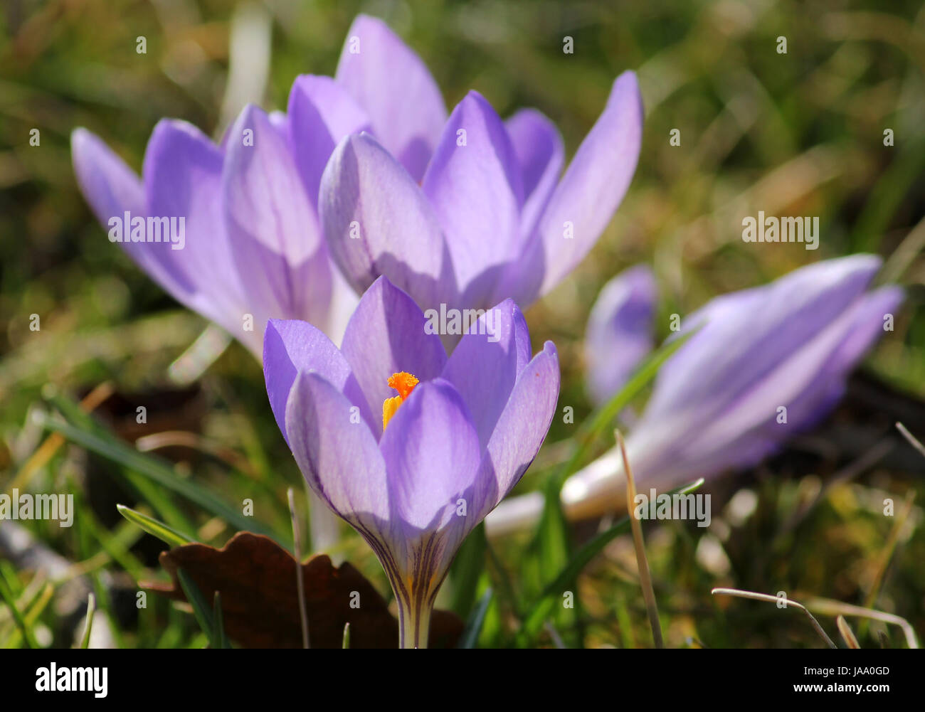 Krokus krokusfeld -Fotos und -Bildmaterial in hoher Auflösung – Alamy