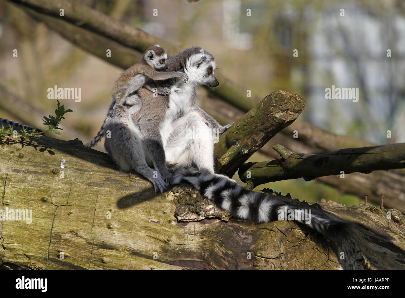 Katta affe -Fotos und -Bildmaterial in hoher Auflösung – Alamy