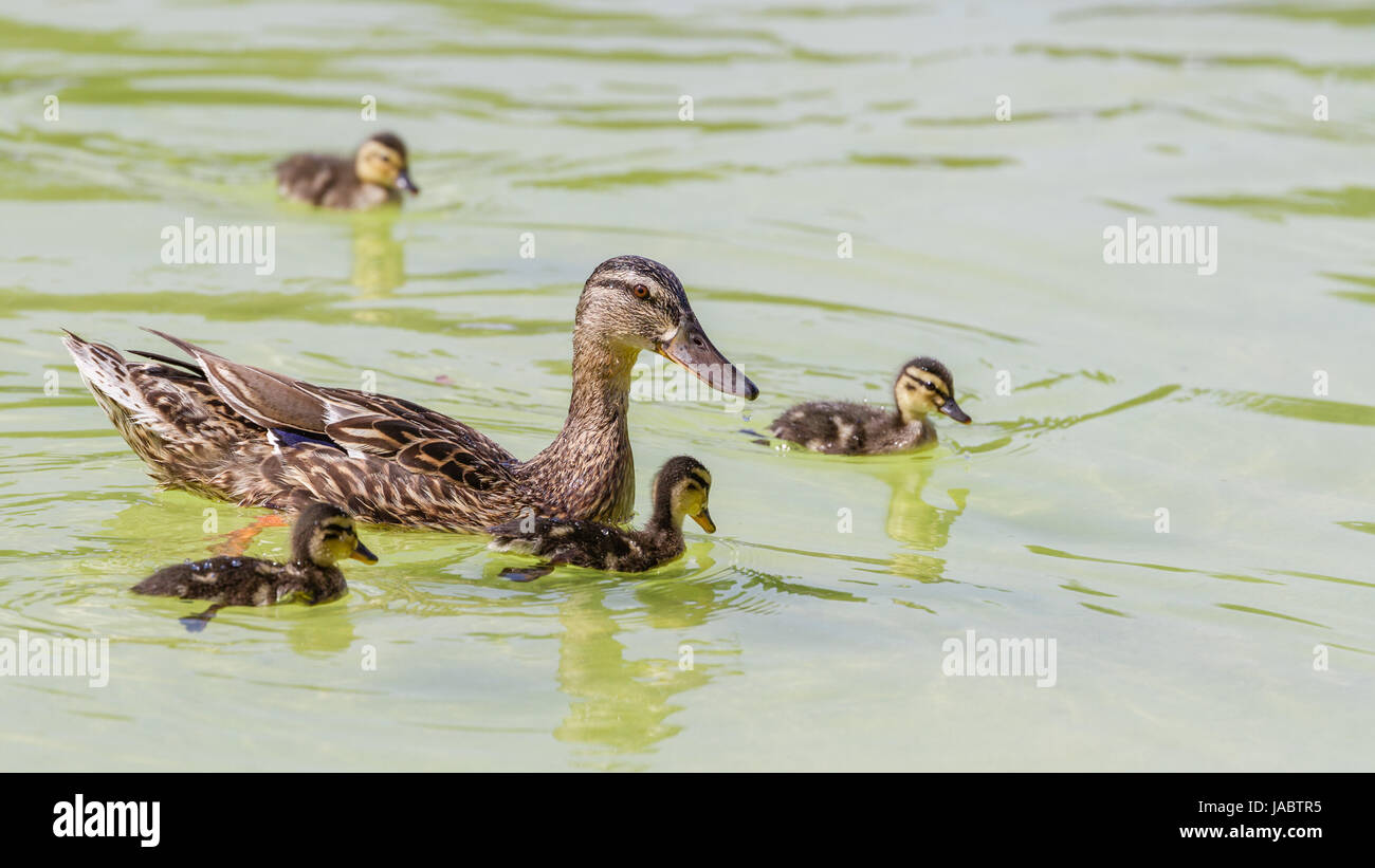 Duck anas sp -Fotos und -Bildmaterial in hoher Auflösung – Alamy
