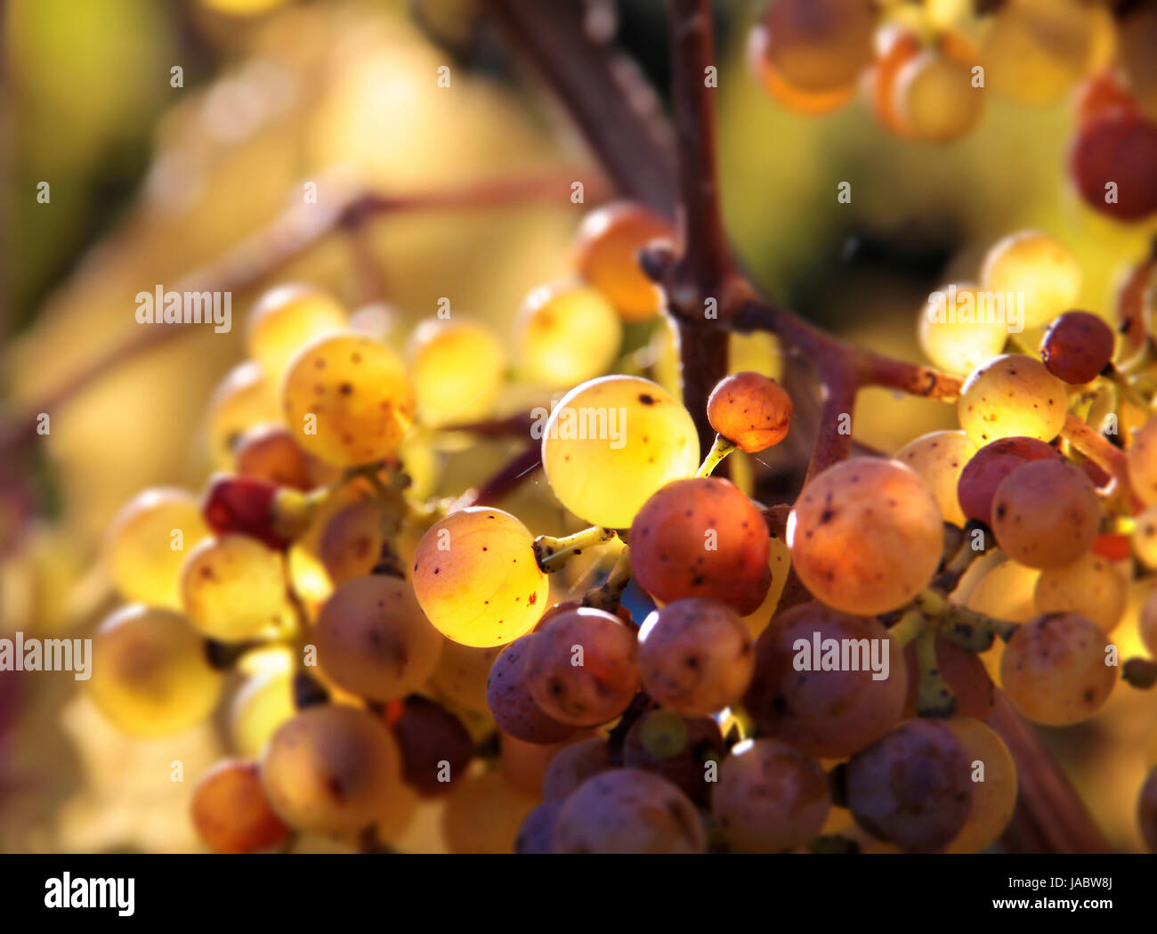 Lese weintrauben -Fotos und -Bildmaterial in hoher Auflösung – Alamy