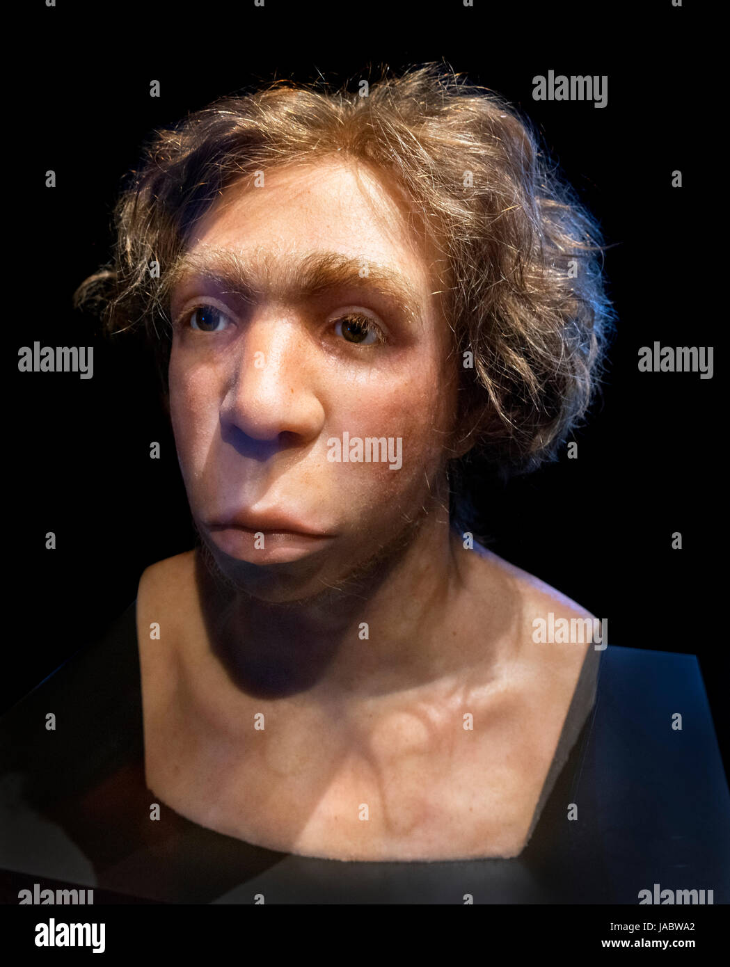 Neandertal Neanderthal Homo Neanderthalensis Stockfotos und -bilder ...