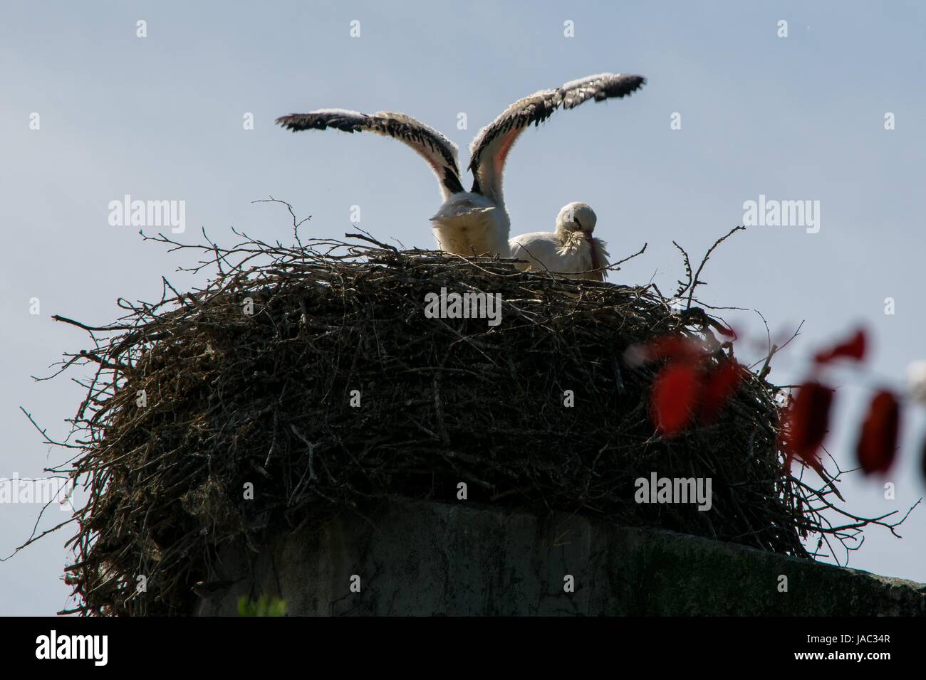 Storch baby -Fotos und -Bildmaterial in hoher Auflösung – Alamy