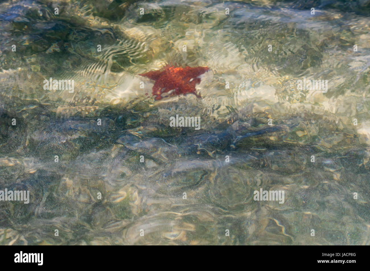 Schwimmender seestern -Fotos und -Bildmaterial in hoher Auflösung – Alamy