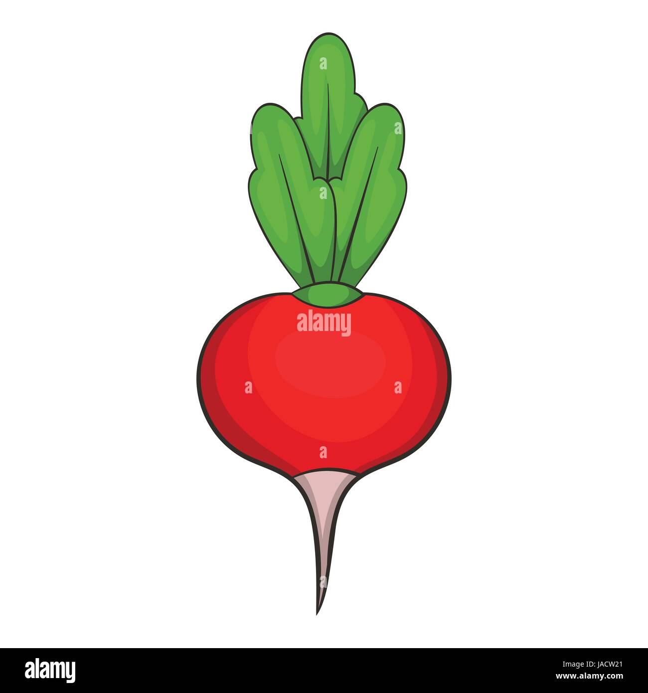 Rettich-Symbol. Cartoon-Illustration der Rettich Vektor Icon für Web ...