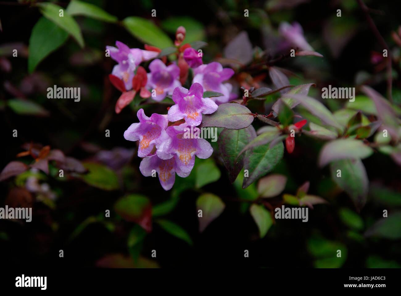 Prune jederzeit -Fotos und -Bildmaterial in hoher Auflösung – Alamy