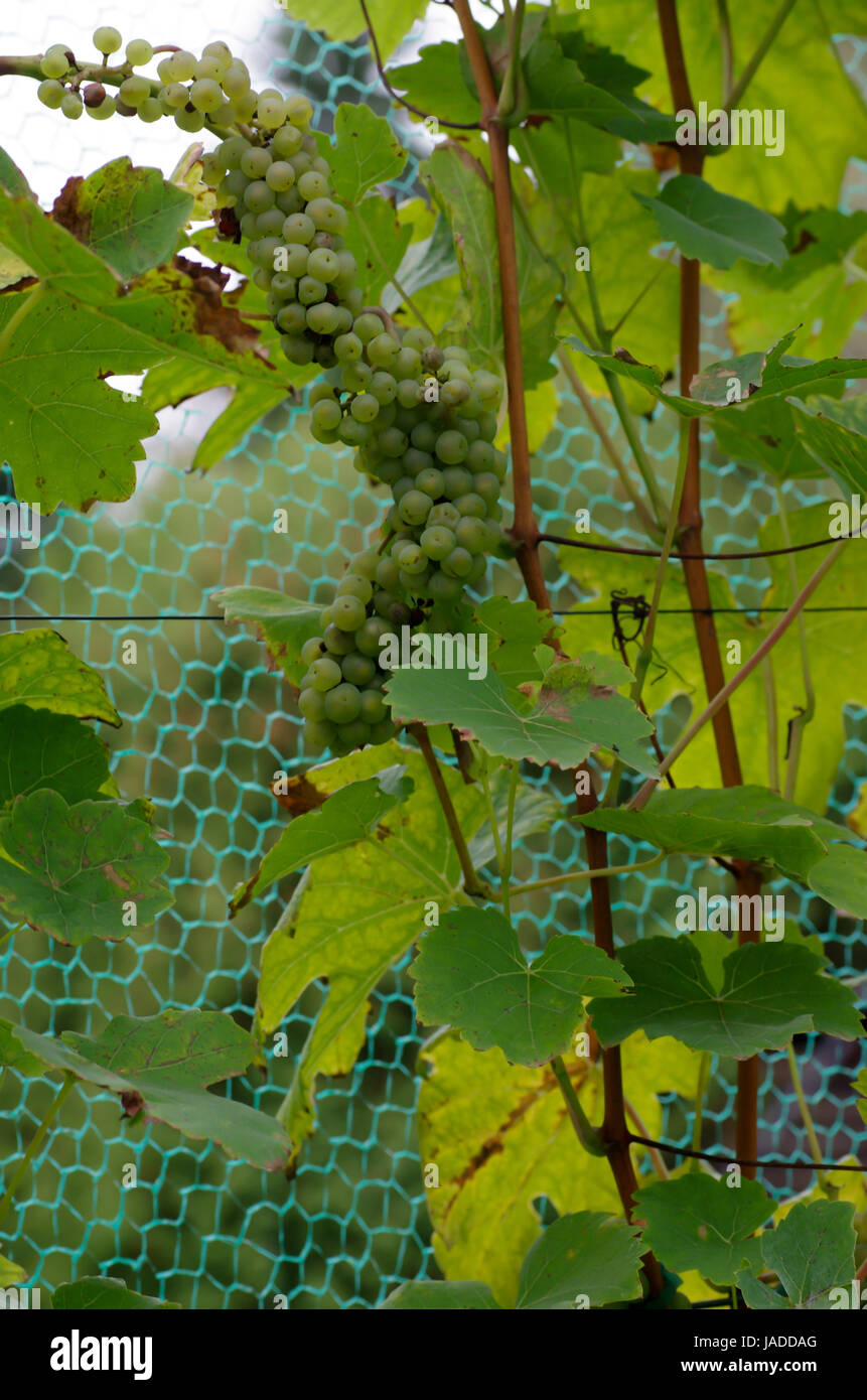 Zur traube -Fotos und -Bildmaterial in hoher Auflösung – Alamy