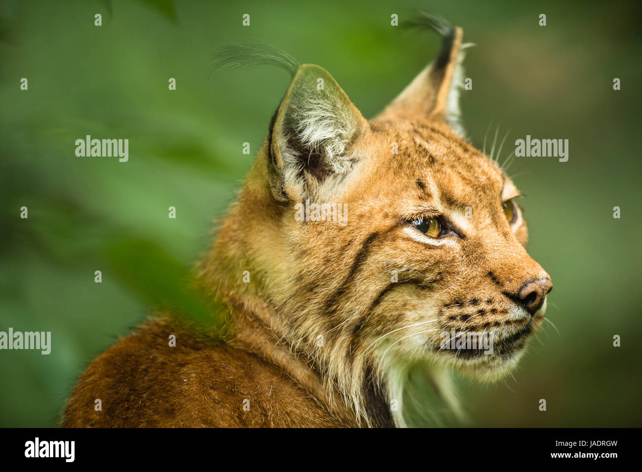 Eurasischer luchs freigestellt -Fotos und -Bildmaterial in hoher ...