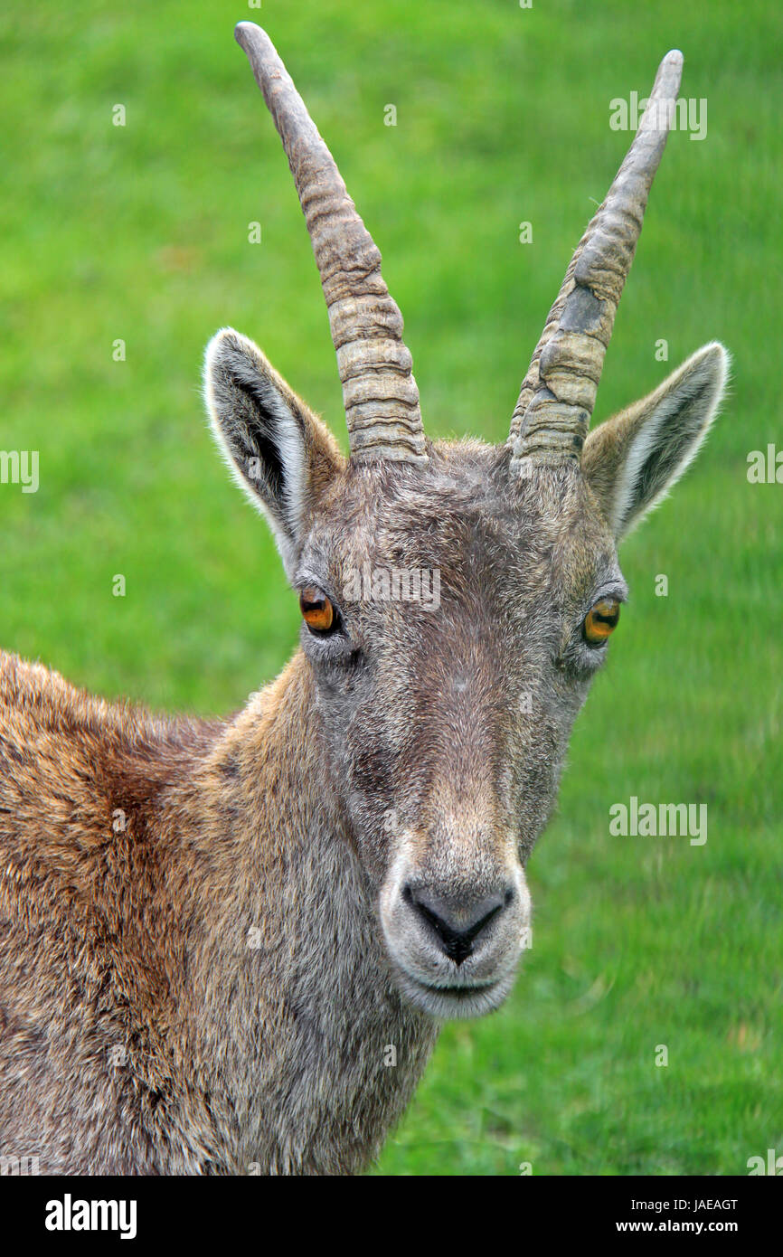Weiblicher steinbock -Fotos und -Bildmaterial in hoher Auflösung – Alamy