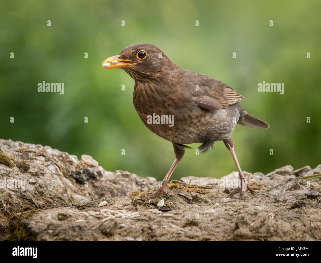 Female turdus merula breeding -Fotos und -Bildmaterial in hoher ...