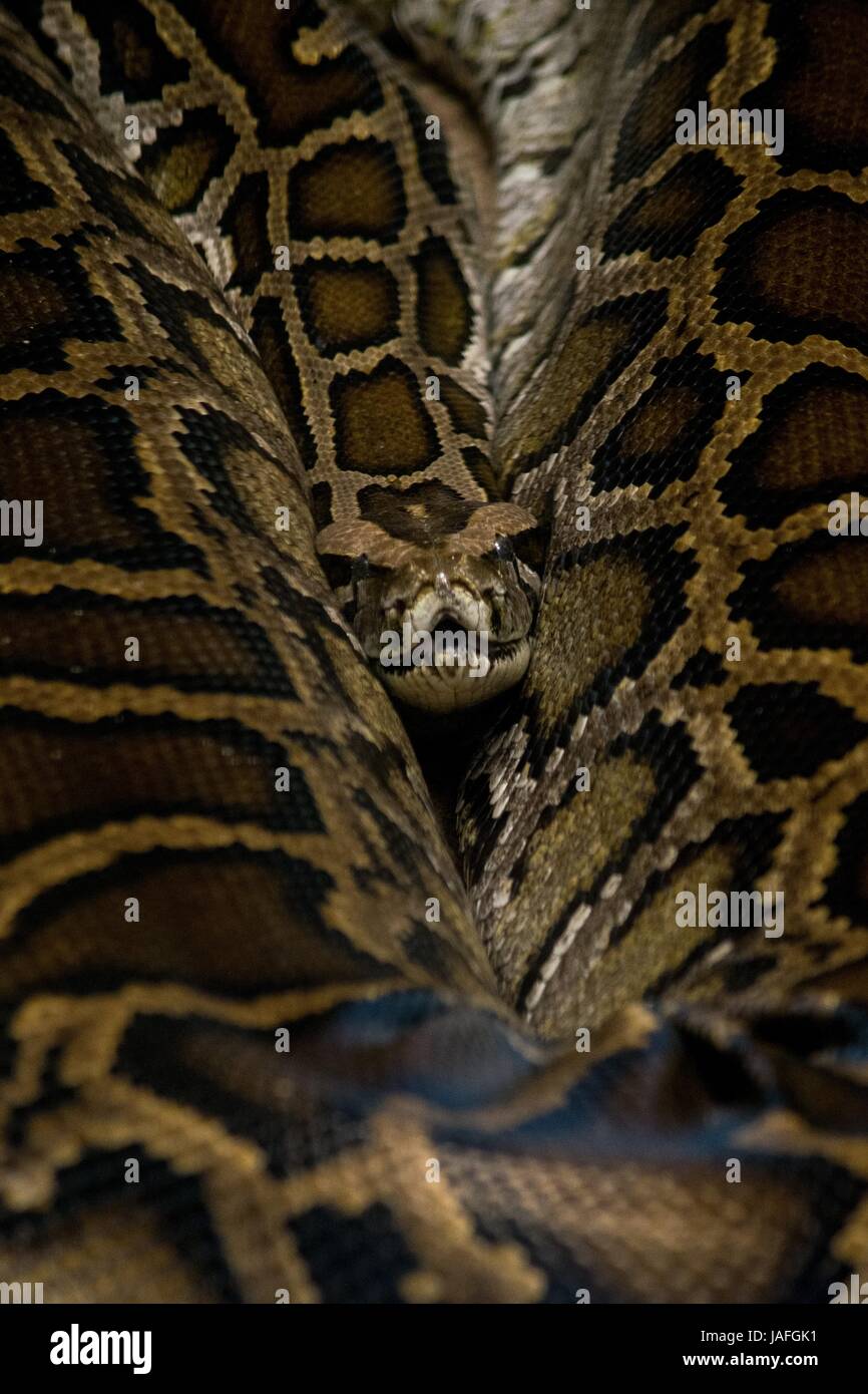 Dunkle tigerpython -Fotos und -Bildmaterial in hoher Auflösung – Alamy
