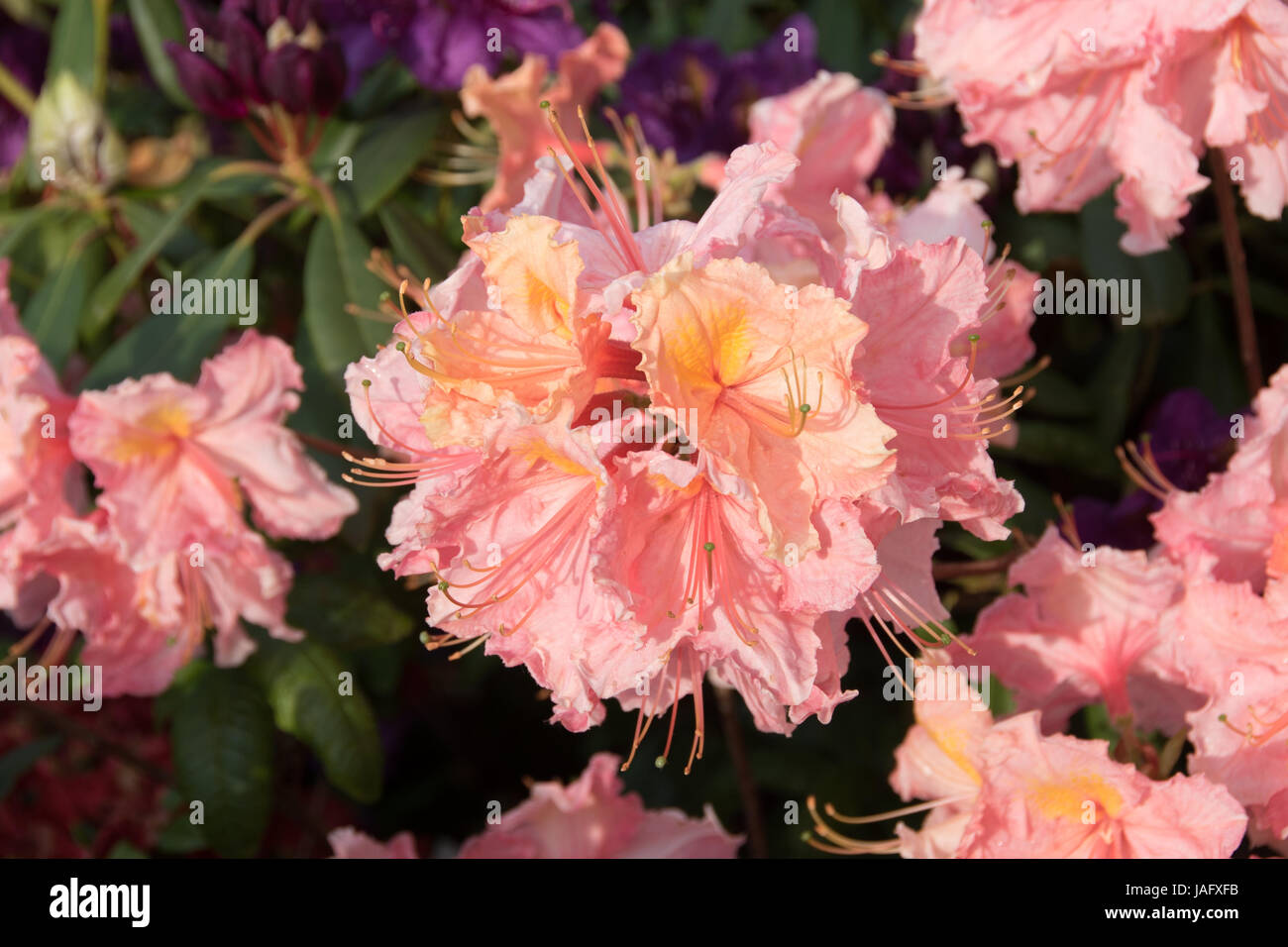 Exbury hybrid azalee -Fotos und -Bildmaterial in hoher Auflösung – Alamy