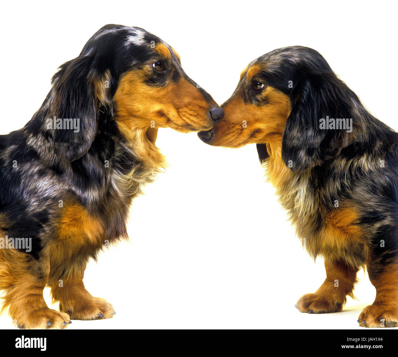Langes Haar Dackel, zwei Erwachsene Tiere, weißen Hintergrund ...