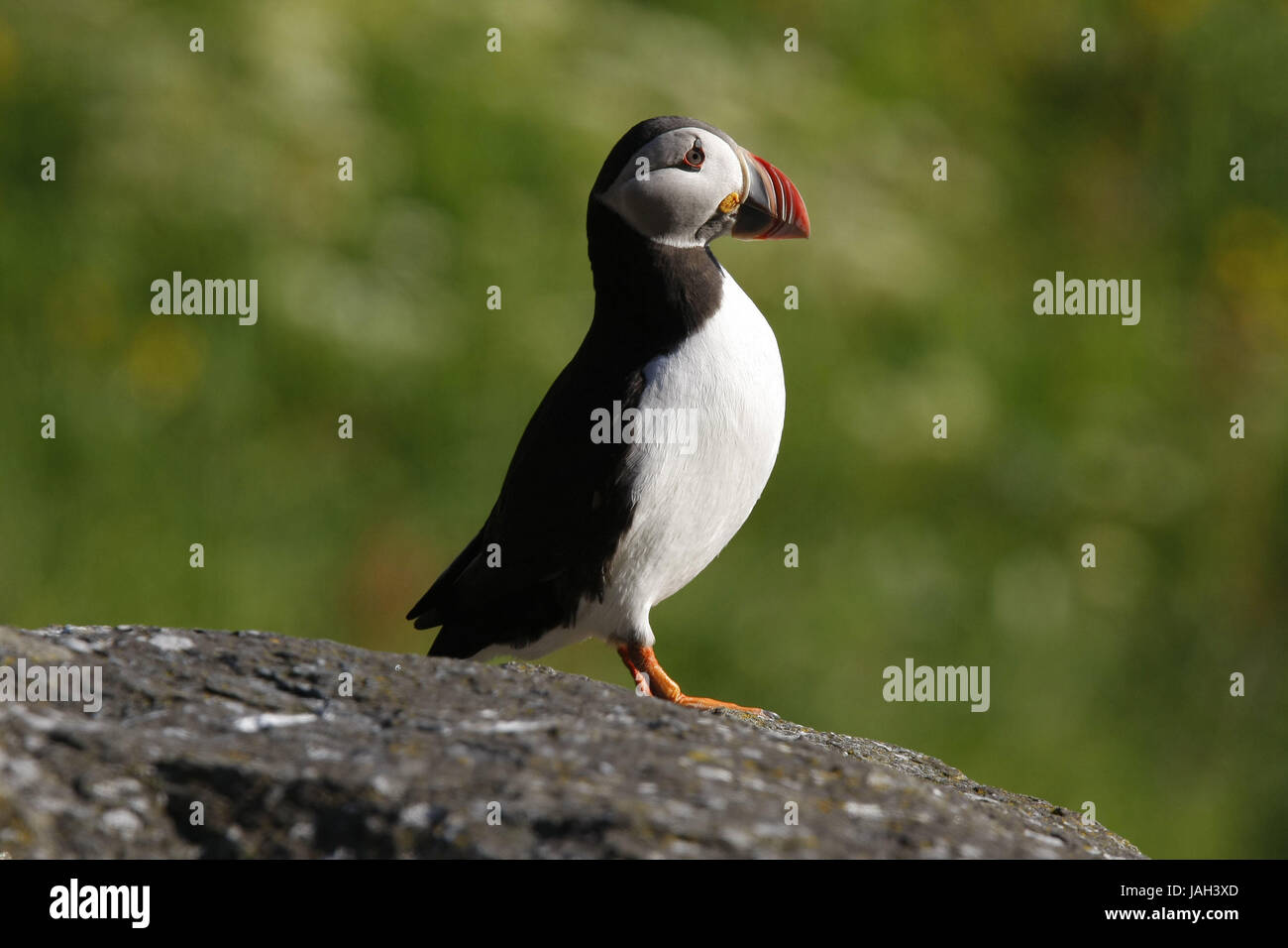 Vogels felsen -Fotos und -Bildmaterial in hoher Auflösung – Alamy